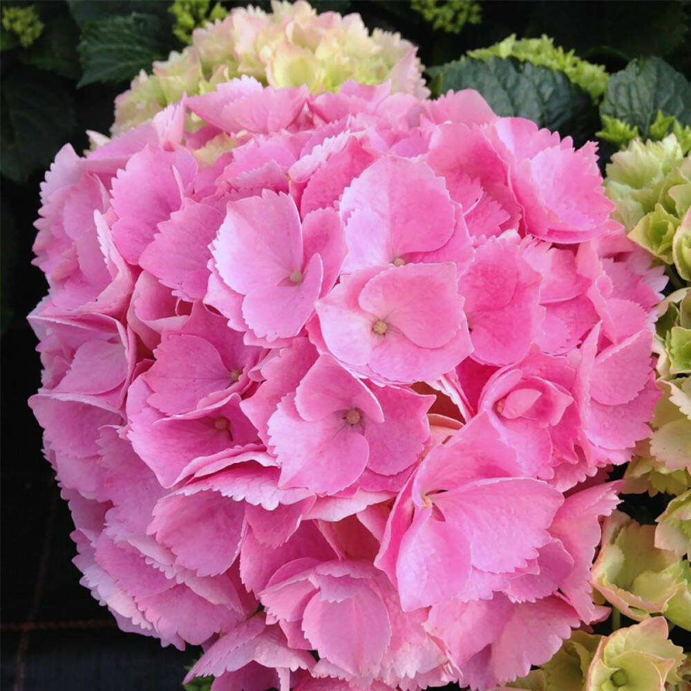 Купити Гортензія великолиста Пінк Сенсейшн /Hydrangea m. 'Pink ...