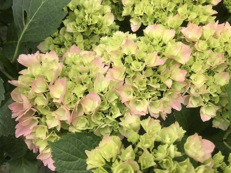Купити Гортензія великолиста Пінк Сенсейшн /Hydrangea m. 'Pink ...